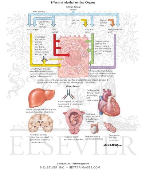 Welcome To Netter Images