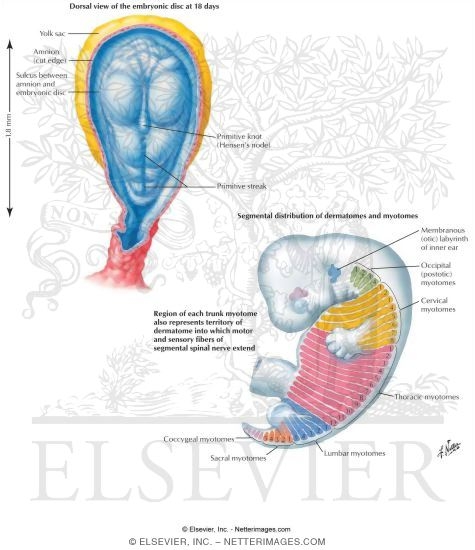 Genetic Determination of Embryonic Axes and Segments