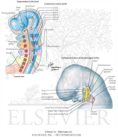 Segmentation and Segment Fates