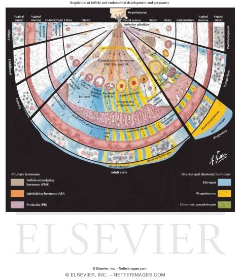 Influence of Gonadal Hormones on the Female Reproductive Cycle From ...