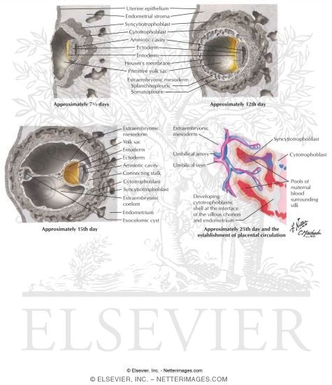 Formation of the Placenta