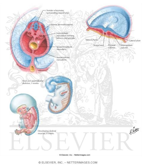 Summary of Mesodermal Derivatives