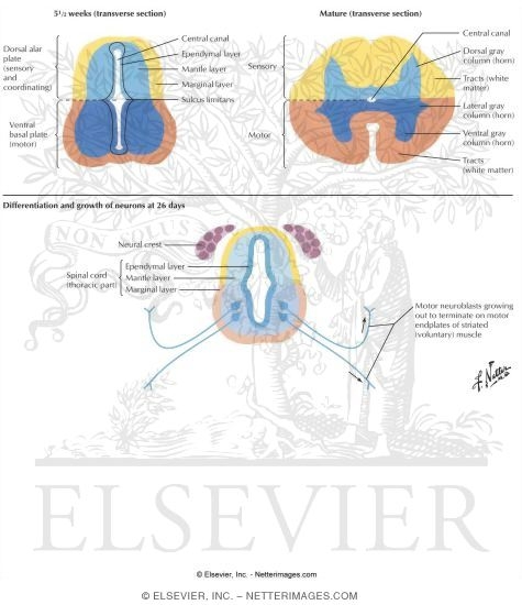 Alar and Basal Plates