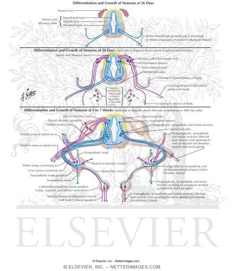 Differentiation and Growth of Neurons