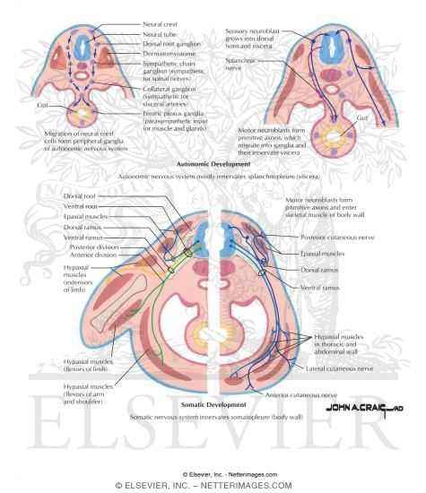 splanchnic nerve function