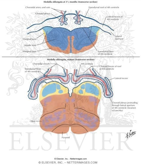Choroid Plexus Anatomy Premium Photo | 3d Illustration Of Human