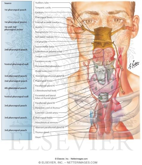 thymus thyroid gland