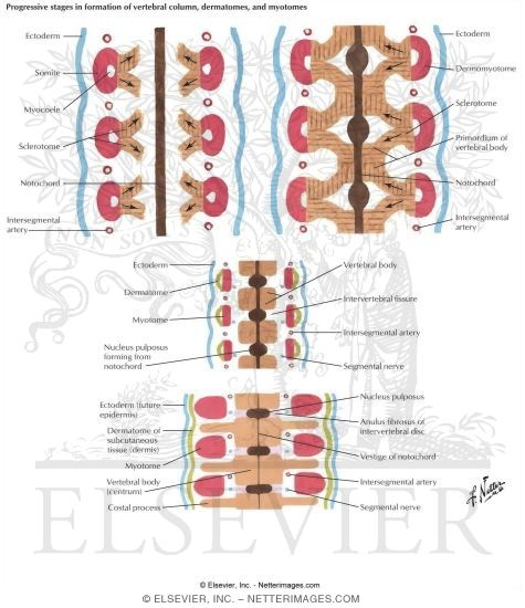 Progressive Stages in Formation of Vertebral Column, Dermatomes, and ...
