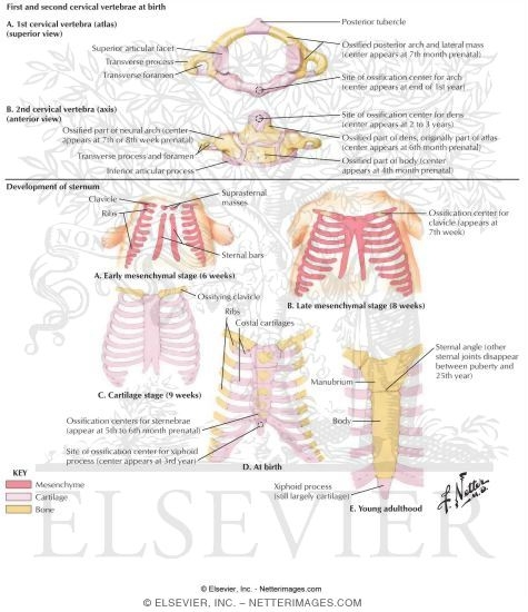 First and Second Cervical Vertebrae at Birth - Development of Sternum