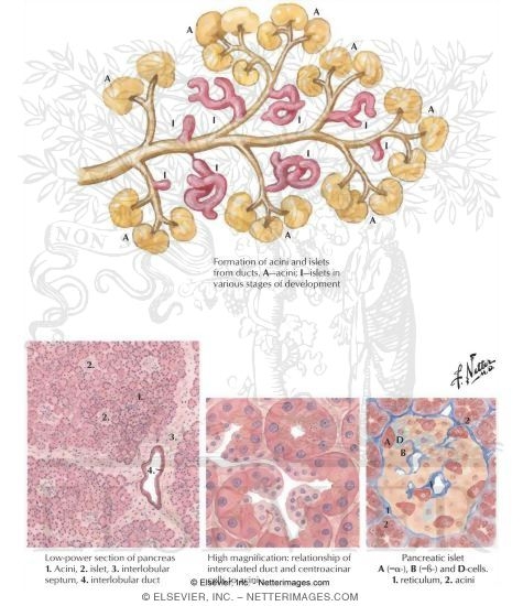 Development of Pancreatic Acini and Islets