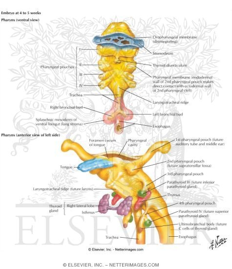Fate of the Pharyngeal Pouches