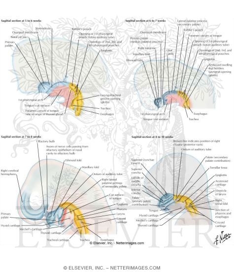 Palate Formation