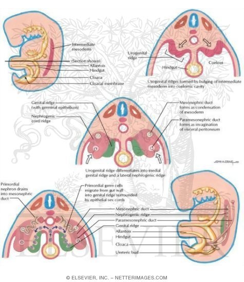 Illustrations In Embryology Cochard 1e