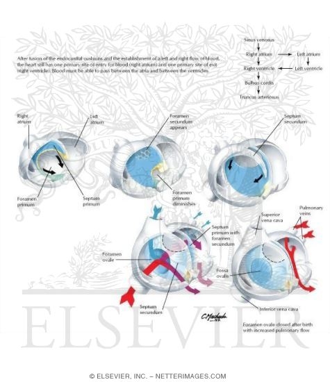 Partitioning of the Heart Tube: Atrial Septation