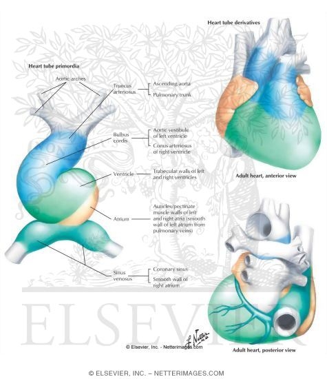 Summary of Heart Tube Derivatives Adult Derivatives of the Heart Tube ...