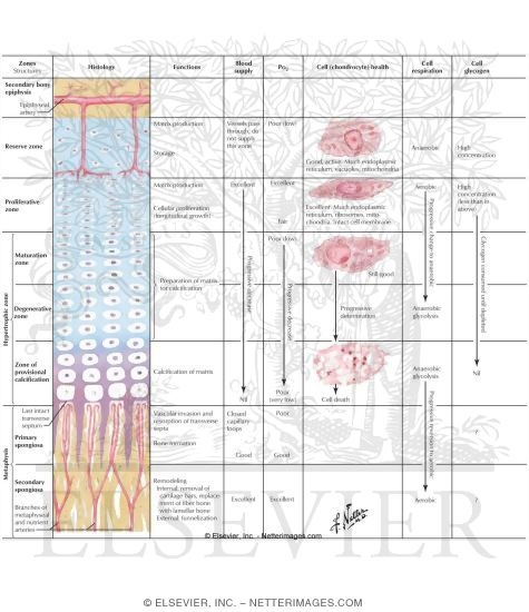 Structure and Function of the Growth Plate