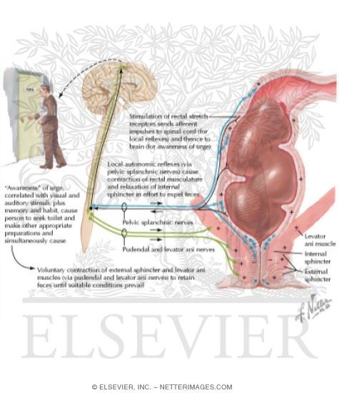 defecation process diagram