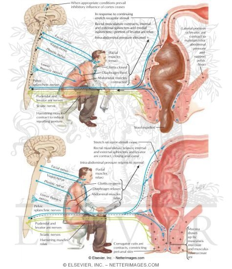 defecation reflex diagram