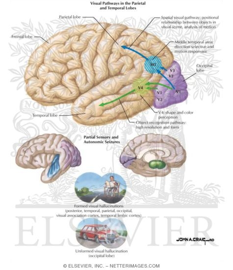 Occipital Lobe Functional Anatomy