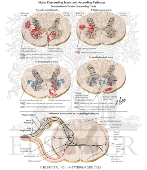 spinoreticular tract termination