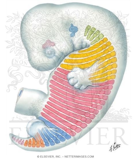 Segmentation and Division of Myotomes