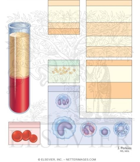 Cardiovascular System: Composition of Blood