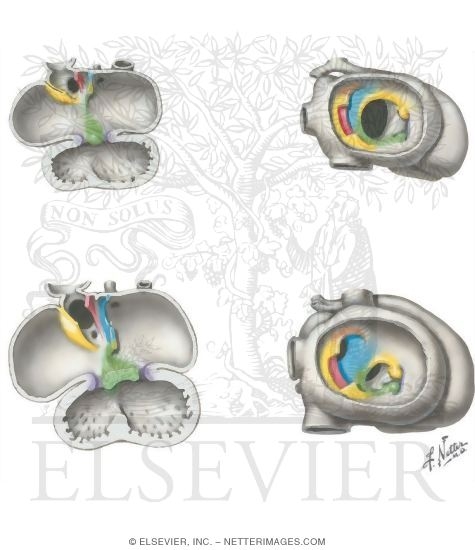 Embryology: Division of the Heart Chambers