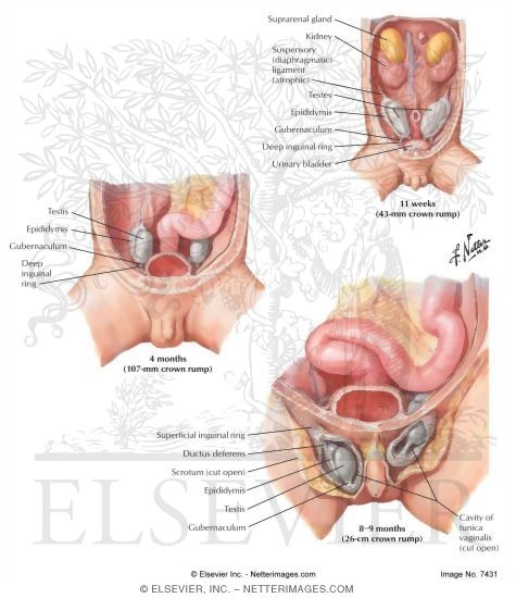gubernaculum anatomy