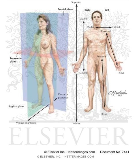 anatomical relations