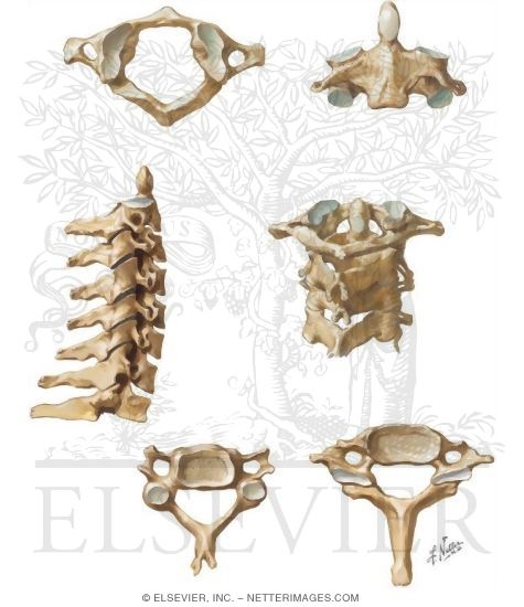 Cervical Vertebrae