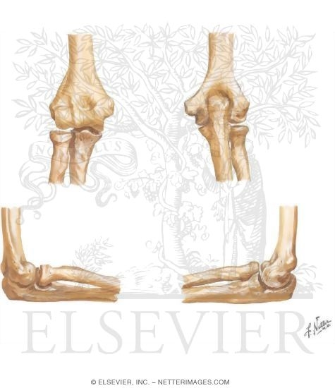 Right Humerus Unlabeled