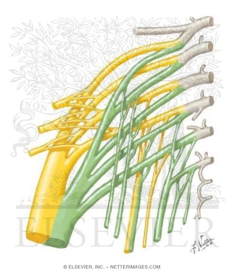 sacral plexus