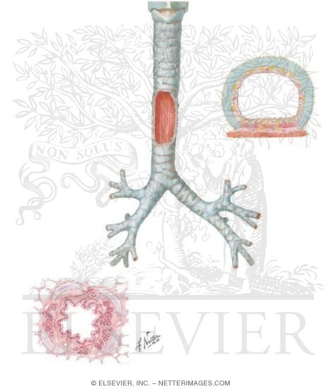 Trachea and Bronchi