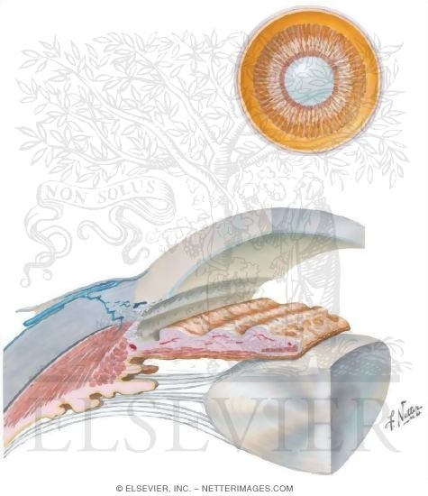 Vision: Anterior Chamber of the Eye