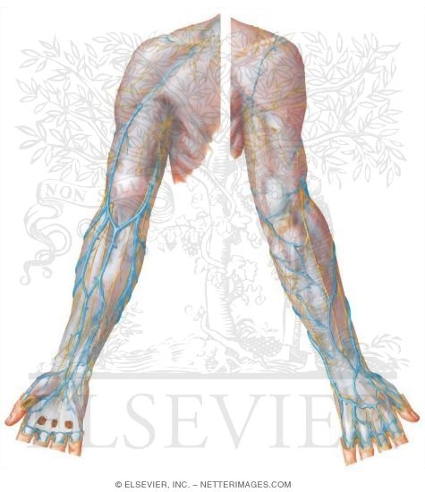 Superficial Venous Drainage