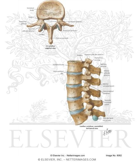 Regional Vertebrae: Typical Vertebra