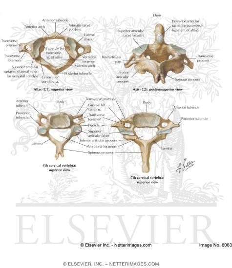 Regional Vertebrae: Cervical
