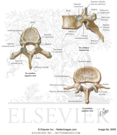 Regional Vertebrae: Thoracic and Lumbar