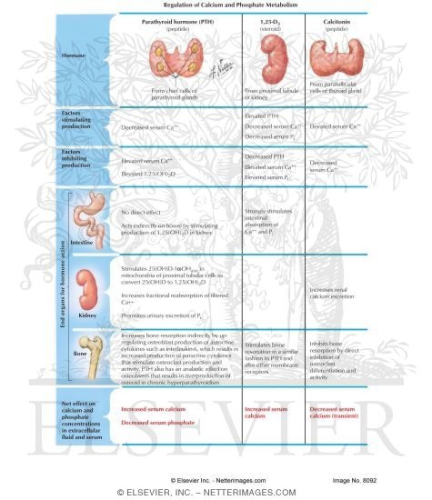 Regulation of Calcium and Phosphate Metabolism
