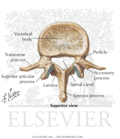 Second Lumbar Vertebra
