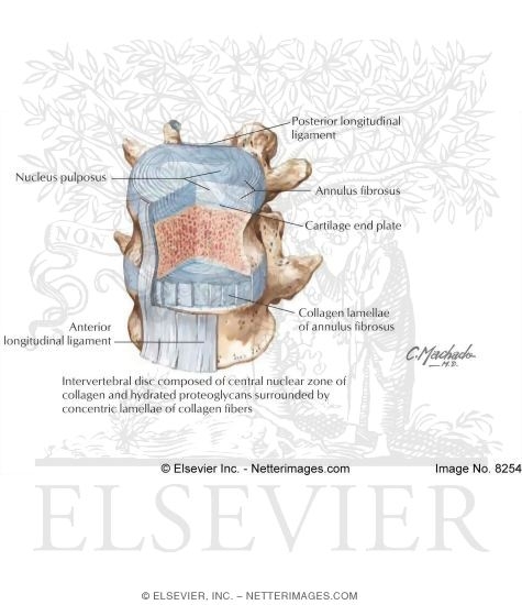 Intervertebral Disk