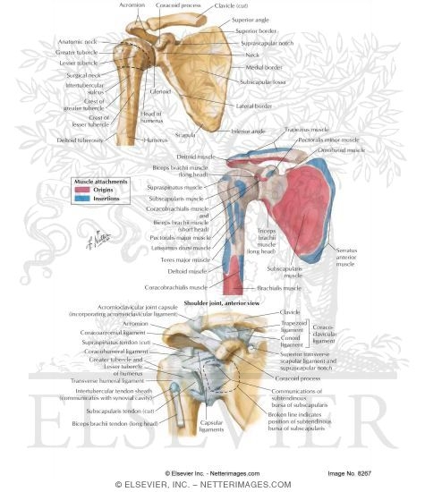 Anterior View Scapula and Proximal Humerus Anterior View Scapula and Proximal Humerus