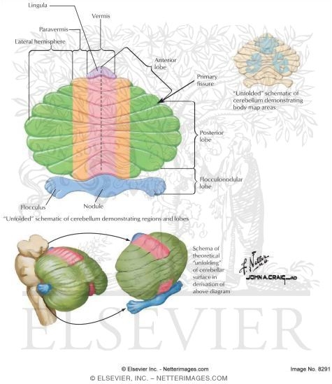 lingula cerebellum function