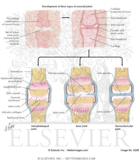 Development of Three Types of Synovial Joints