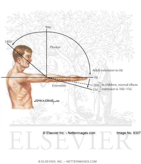 Measurement of Flexion / Extension