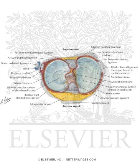 Interior Superior View of Tibia Axial View of Meniscus