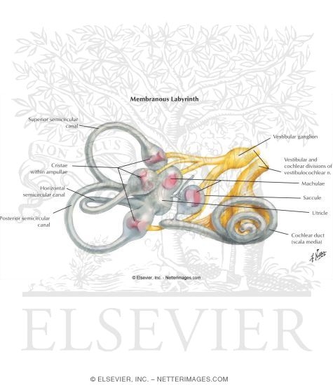 Membranous Labyrinth