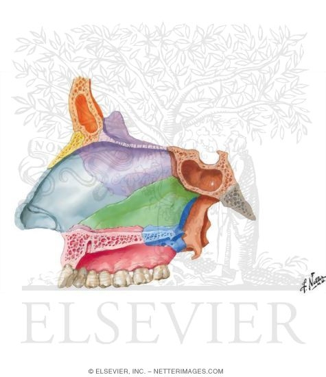 nasal cavity structure