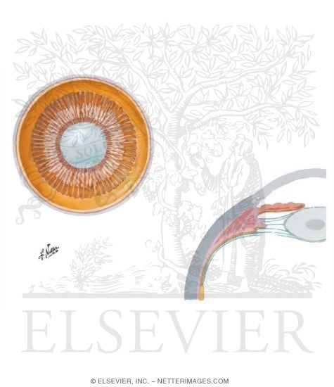 Lens and Supporting Structures of Eye
