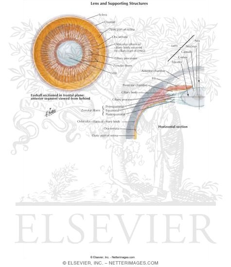 Lens and Supporting Structures of Eye